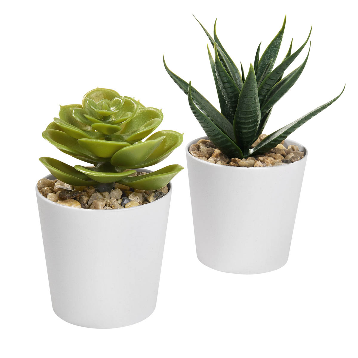 Set De Plantas Aliso Blanco - MAC Distribución
